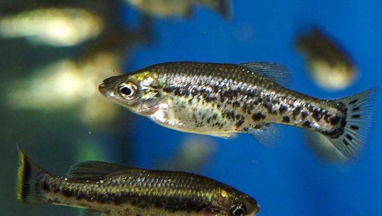 Butterfly splitfin (Ameca splendens) – Endangered Animals