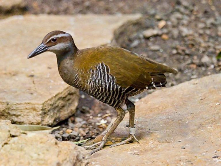 Guam rail – EW – Endangered Animals