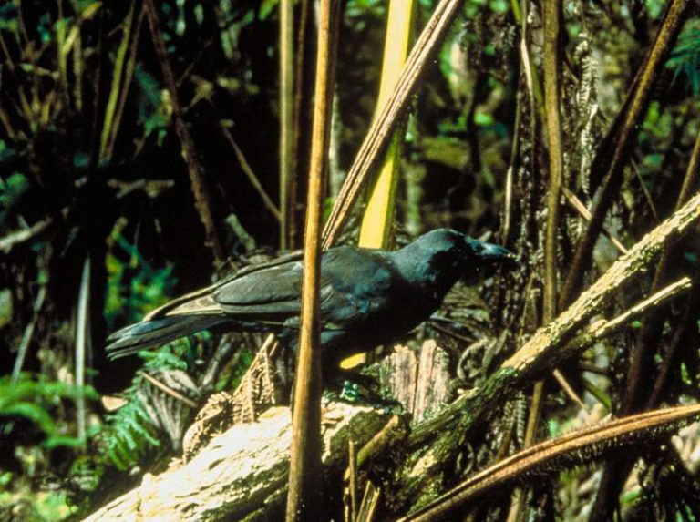 Hawaiian crow – EW – Endangered Animals