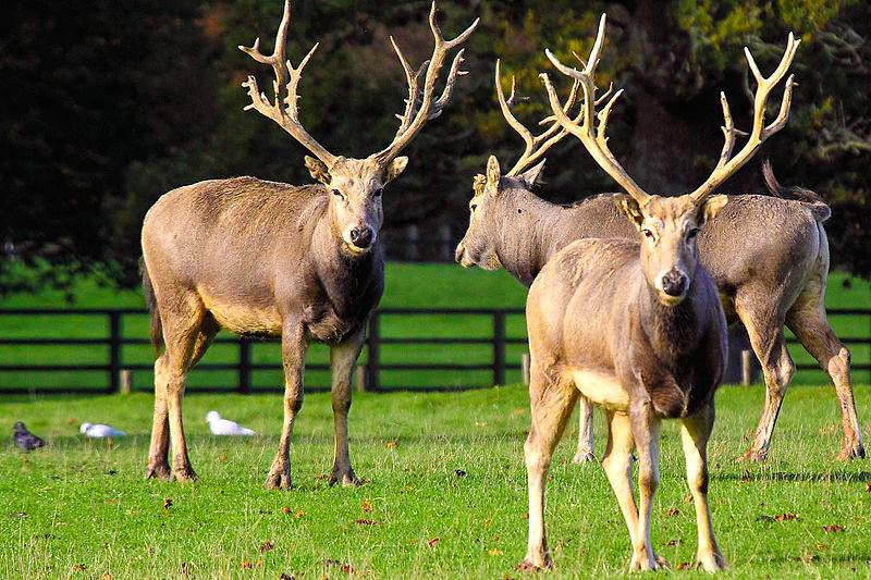 Père David’s deer – EW – Endangered Animals