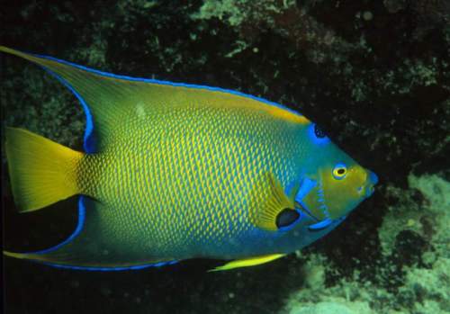 Queen angelfish aquarium and care – Marine Aquarium Fish