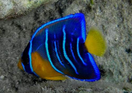 Queen angelfish (Holacanthus ciliaris) – Marine Aquarium Fish