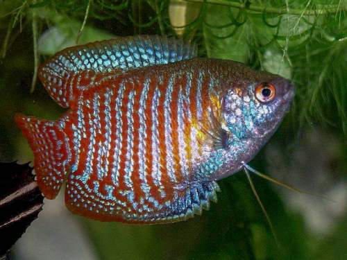 Anabantoids – Labyrinth fish – Taxonomy – Ornamental Aquarium Fish