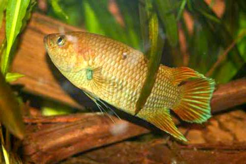 Ceylonese combtail (Belontia signata) – Ornamental Aquarium Fish