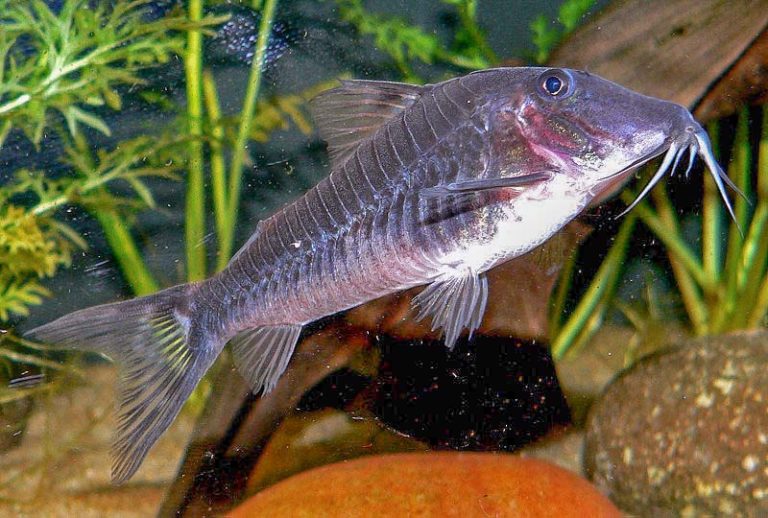 Ornamental aquarium catfish – Ornamental Aquarium Fish
