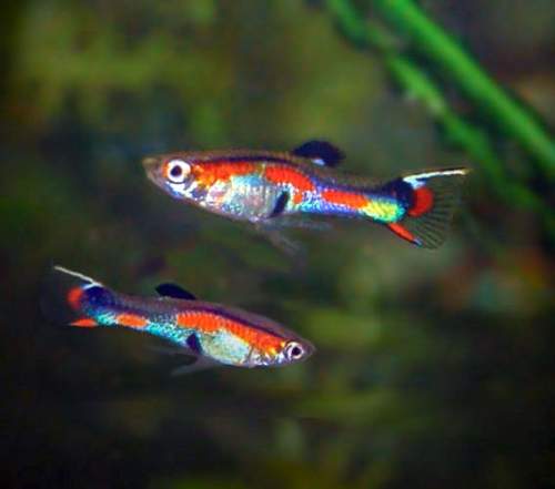 Endler guppy (Poecilia wingei) – Ornamental Aquarium Fish