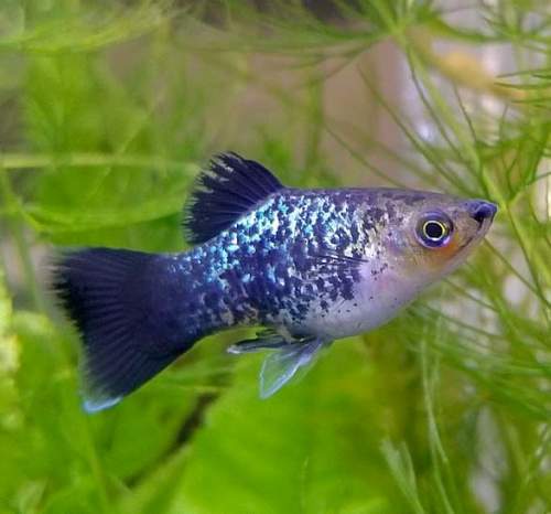 Male platy – female platy – pregnant platy – Ornamental Aquarium Fish