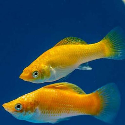 Blue Molly Fish