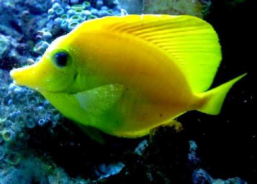 Cryptocaryan irritans marine-ich – Ornamental Aquarium Fish